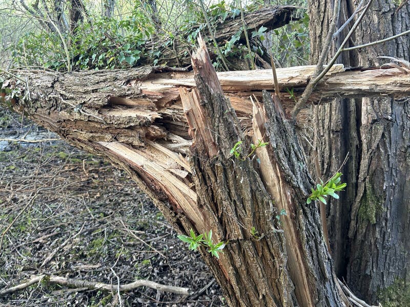 Large Fallen Tree Trunk Split Splintered Stock Photos - Free & Royalty ...