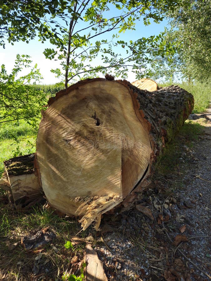 Large fallen tree trunk stock image. Image of plant - 286338315