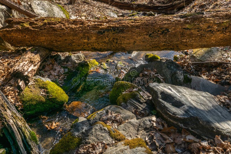 A Large Fallen Tree Trunk Spanning a Small Brook with Moss-covered ...