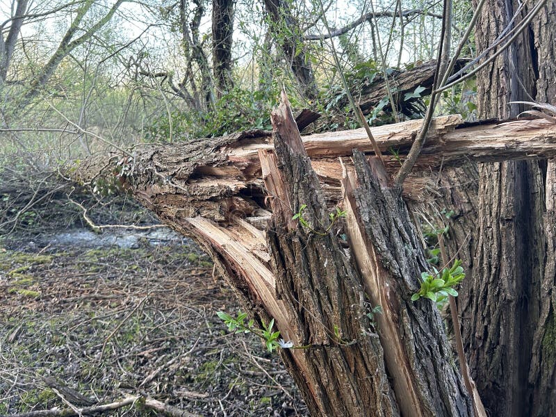 Large Fallen Tree, Tree Trunk Split and Splintered Stock Image - Image ...