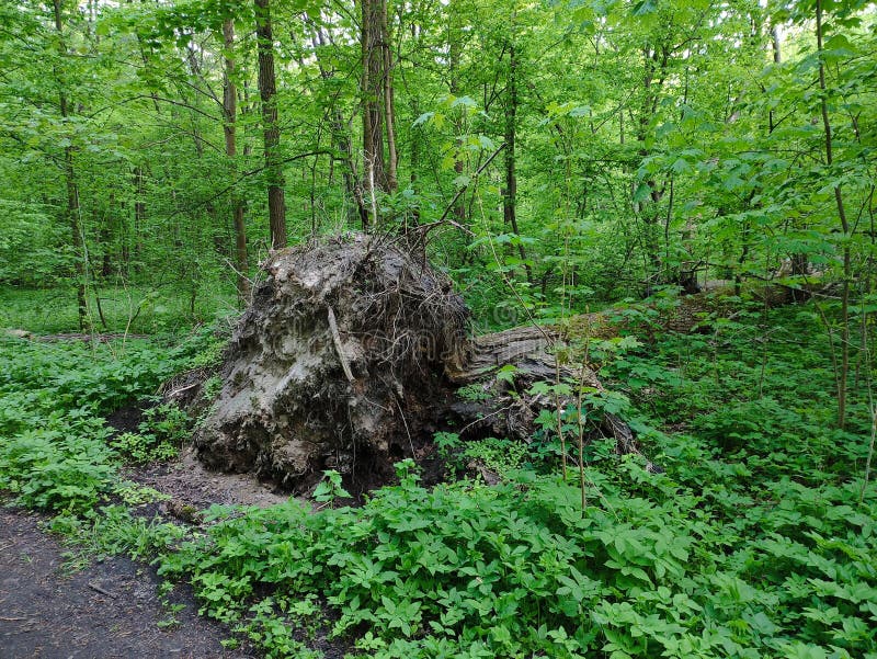 Large Fallen Tree with Upturned Roots in the Forest Stock Image - Image ...
