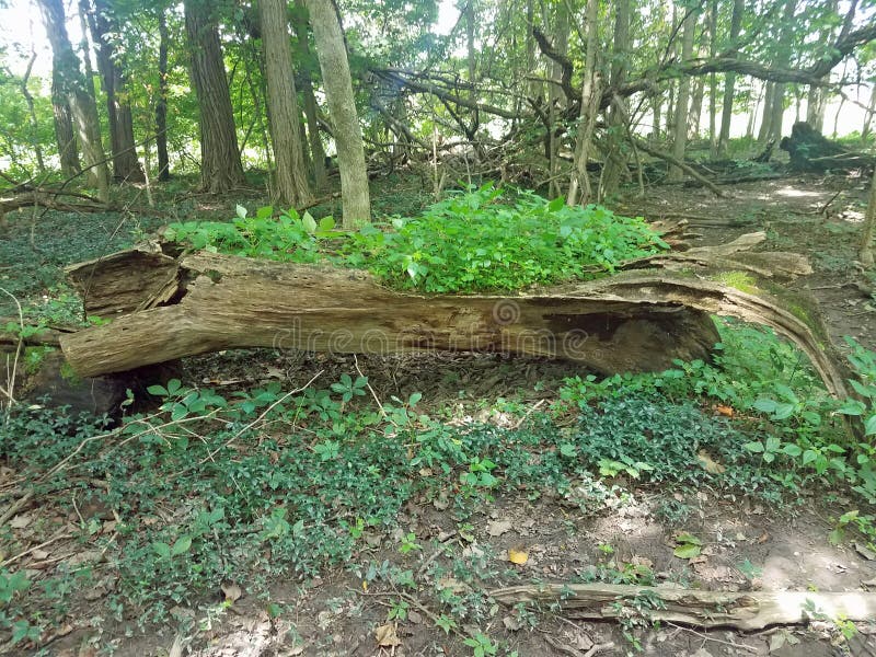 A Large Fallen Trunk Overgrown in the Forest Stock Image - Image of ...