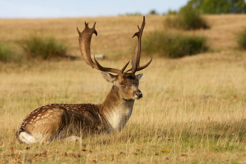 Fallow Deer stock image. Image of brown, horned, fallow - 4736695