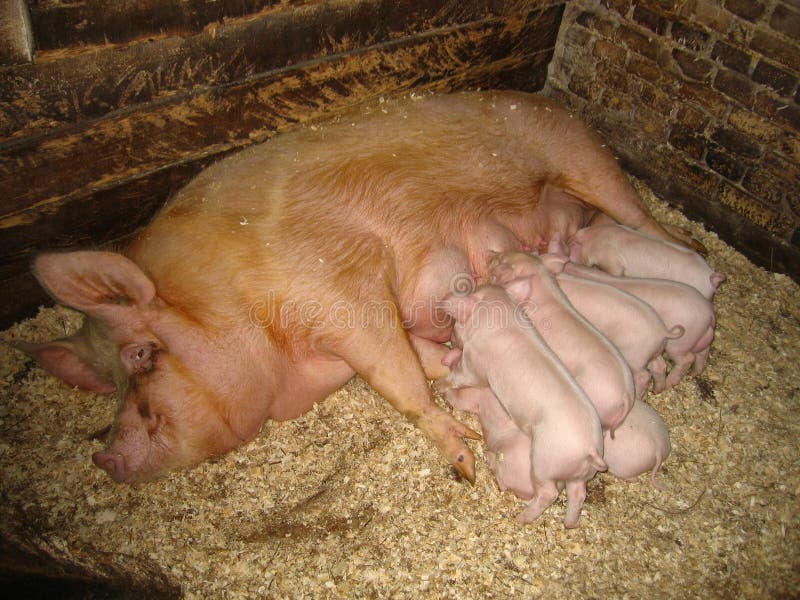 Mating Pigs stock photo. Image of dirt, pink, mating, mount - 2869398