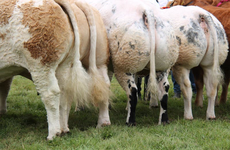 Large Farm Bull Animals. stock photo. Image of grassland - 346802802