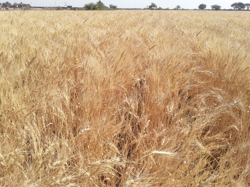 Large farm of indian wheet stock image. Image of indian - 186338677