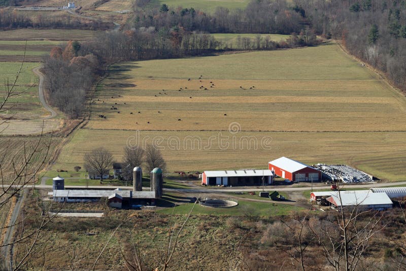 Large farm with cattle stock image. Image of field, industry - 107919729