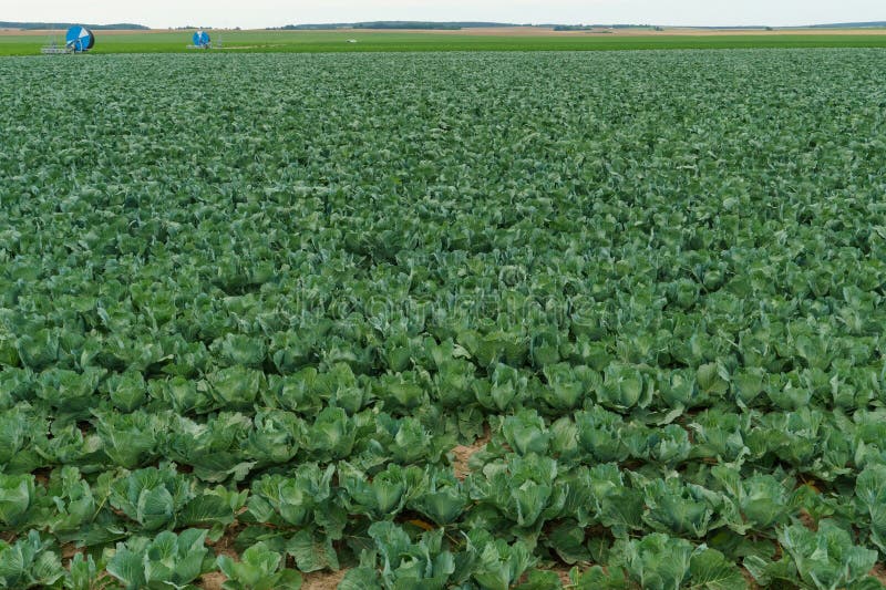 A Large Farmer S Field with Cabbage. Irrigation and Irrigation System ...