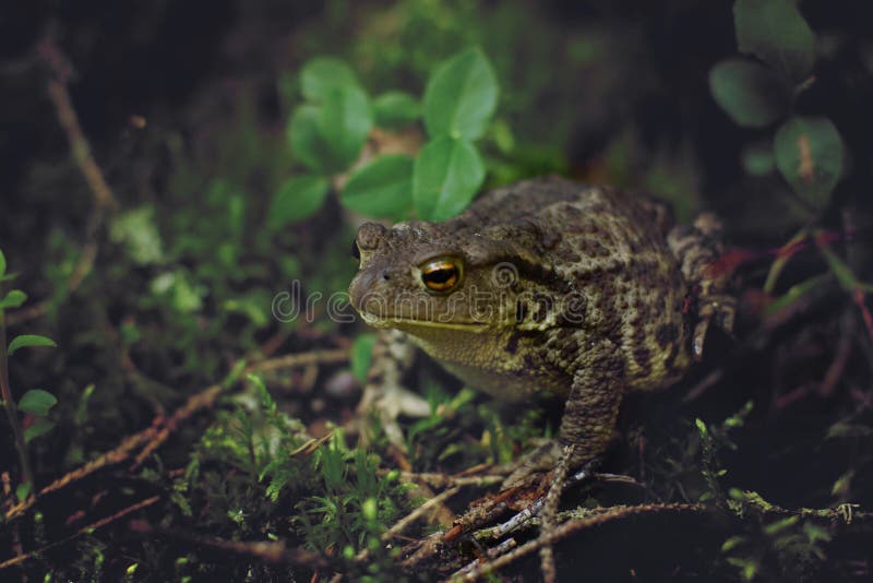 Large Fat Toad with Bumps and Warts Sits on the Ground Stock Image ...