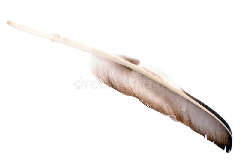 Large feather isolated stock image. Image of white, bird - 14594553