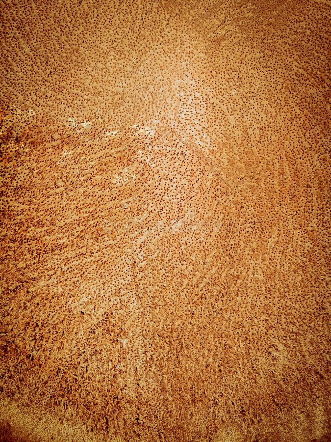 Large Felled Palm Tree Log in the Foreground. Texture Stock Image ...