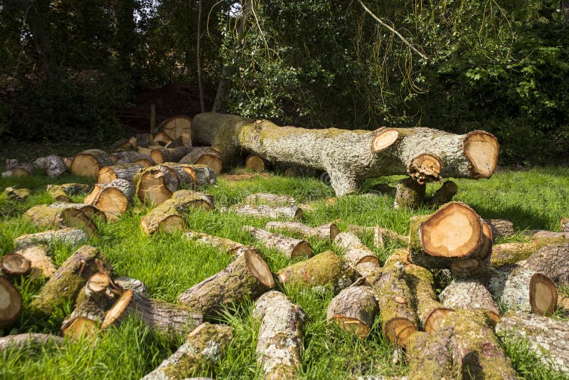 Large Felled Tree with Cut Logs on Grass Stock Image - Image of felled ...