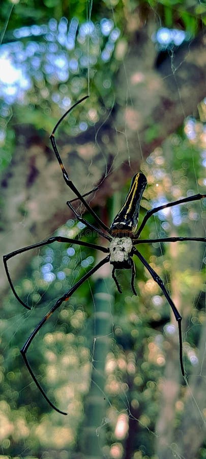 Large Female Black Silk Spider Stock Image - Image of female, branch ...