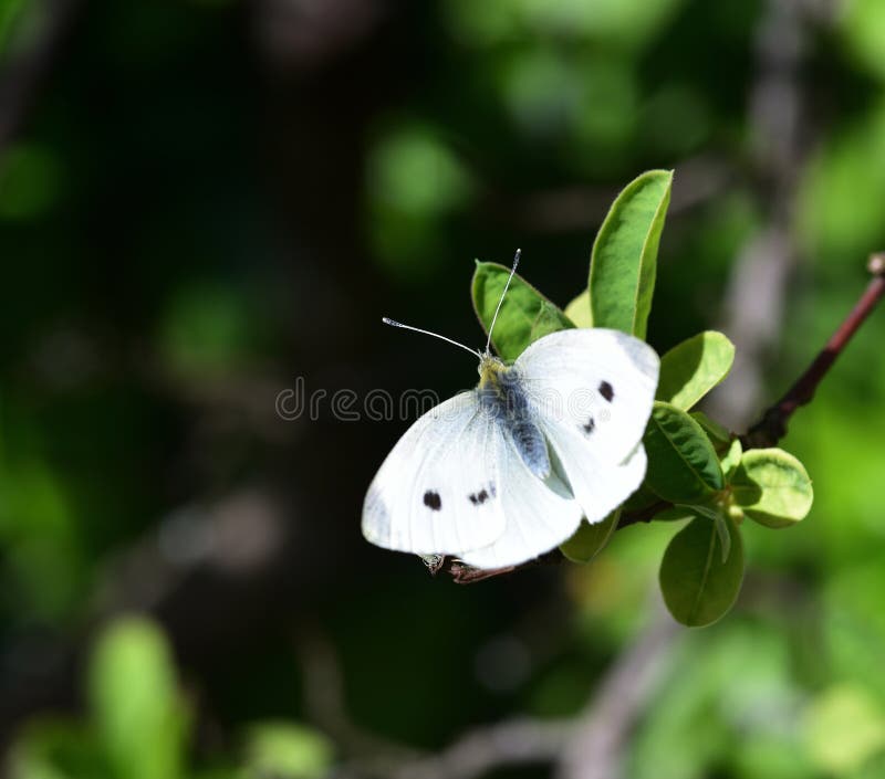 Large female Cabbage white stock image. Image of large - 272354053