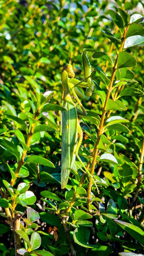 A Large Female Praying Mantis Sits in the Leaves of a Bush Stock Photo ...