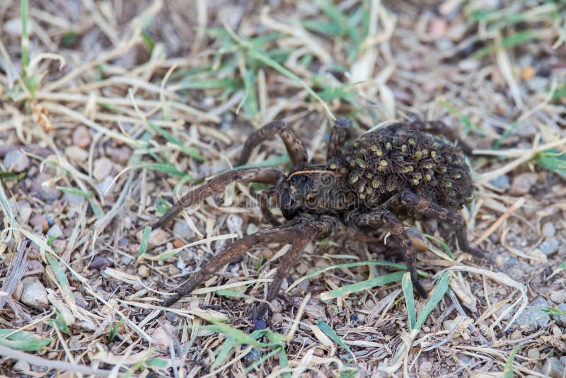A Large Female Wolf Spider Carries Offspring on Her Back. Stock Photo ...
