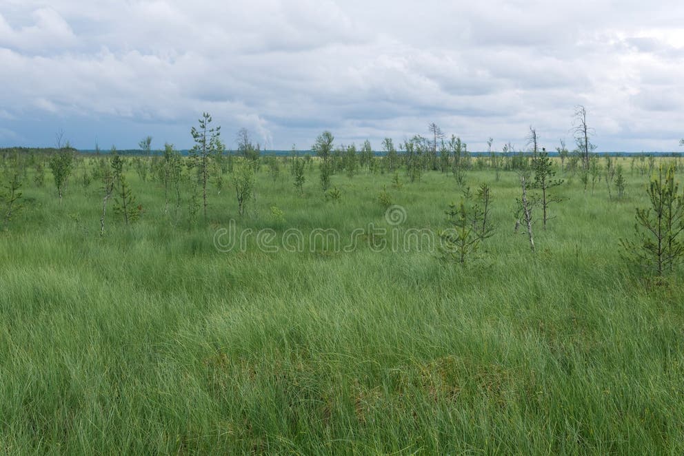 Large Fen Landscape with Crooked Trees Stock Photo - Image of forest ...