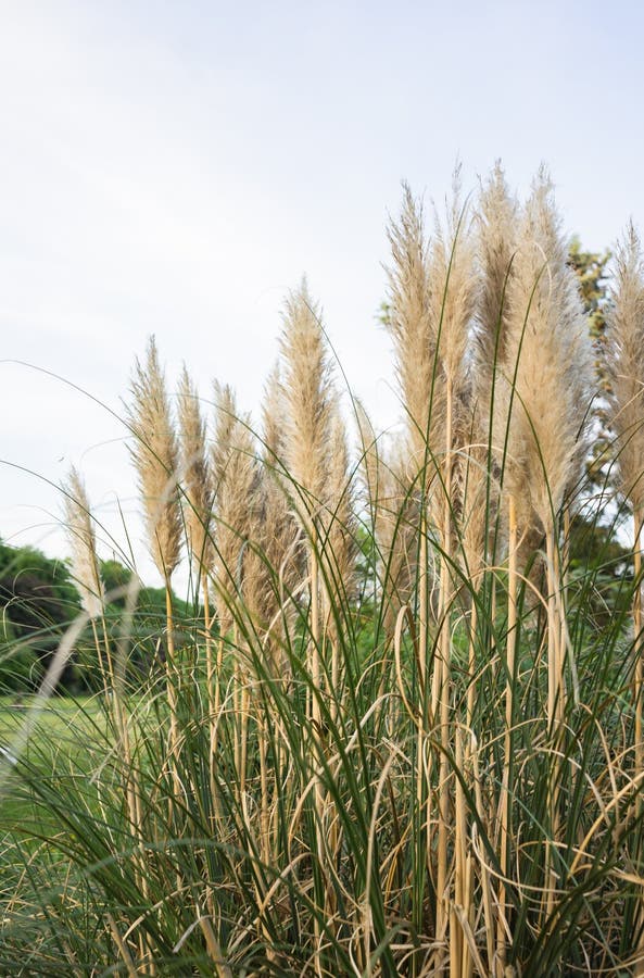 Large Fern Bush in a Park in Middle England. Stock Photo - Image of ...