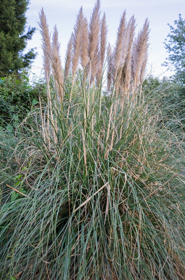 Large Fern Bush in a Park in Middle England. Stock Photo - Image of ...