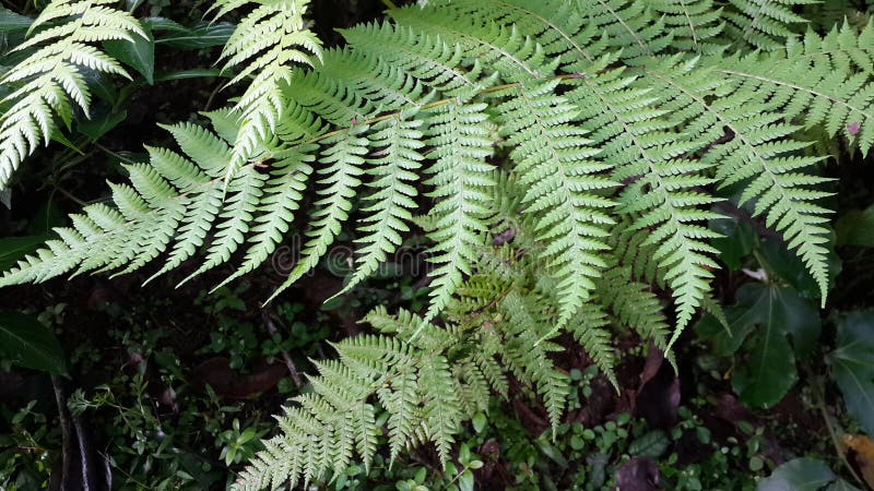 Large Fern Leaves Thrive with Other Plants Stock Image - Image of leaf ...