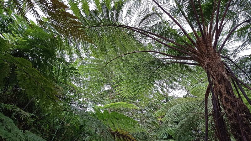 A Large Fern Tree Seen from Below Stock Image - Image of spruce, large ...