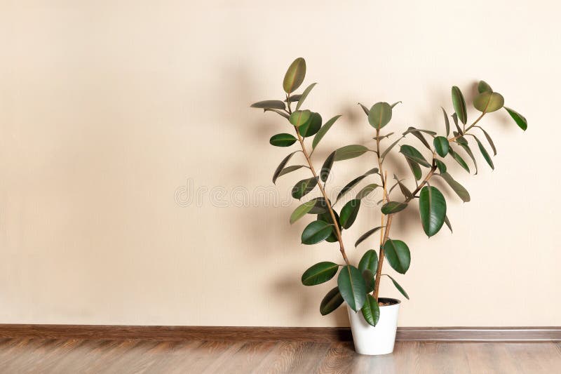 Large Ficus Elastica in the Interior. Stock Photo - Image of stem ...