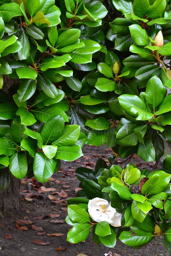 A Large Ficus Tree with Budding Buds, Bright Leaves. Stock Photo ...