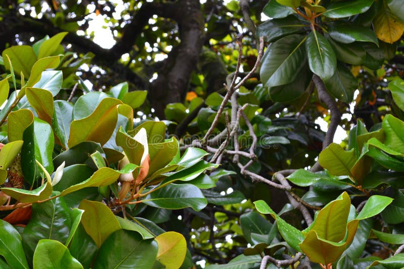 A Large Ficus Tree with Buds. Stock Photo - Image of branch, jungle ...