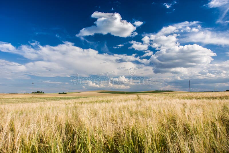 Large Barley Field and Wheel Marks Stock Image - Image of horizontal ...
