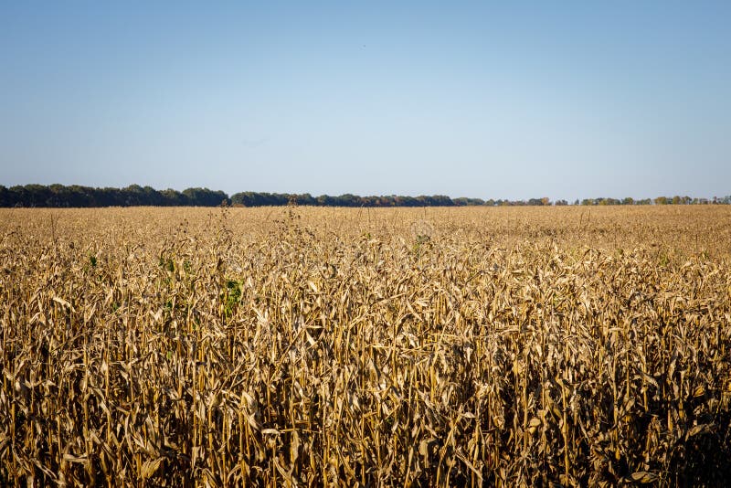A Large Field of Corn, Ready To Harvest, Harvest Stock Image - Image of ...