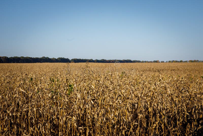 A Large Field of Corn, Ready To Harvest, Harvest Stock Photo - Image of ...