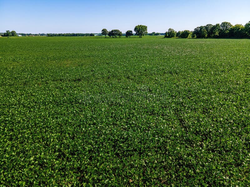 A Large Field of Crops Growing during the Summer Stock Photo - Image of ...