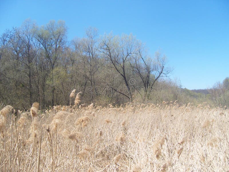 Field on a cold spring day stock photo. Image of white - 225342696