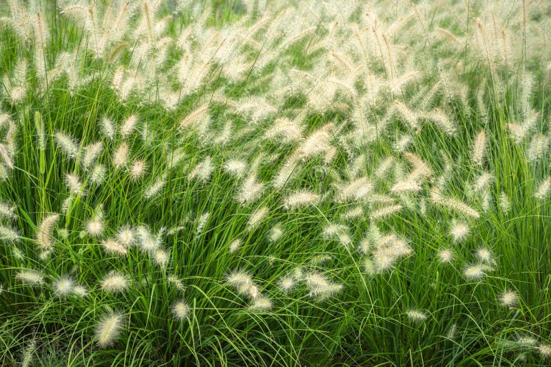 A Large Field of Dog`s Tail Stock Photo - Image of barnyard, broinae ...