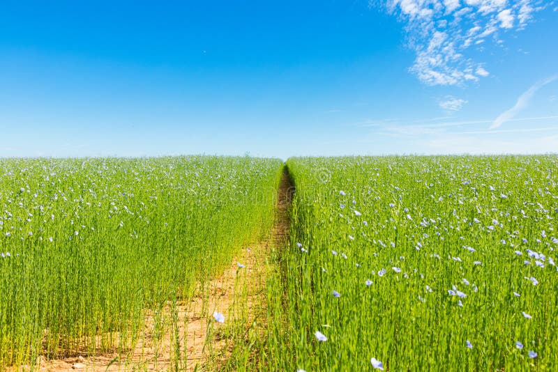 Field of Flax in Bloom in Spring Stock Image - Image of linseed, bloom ...