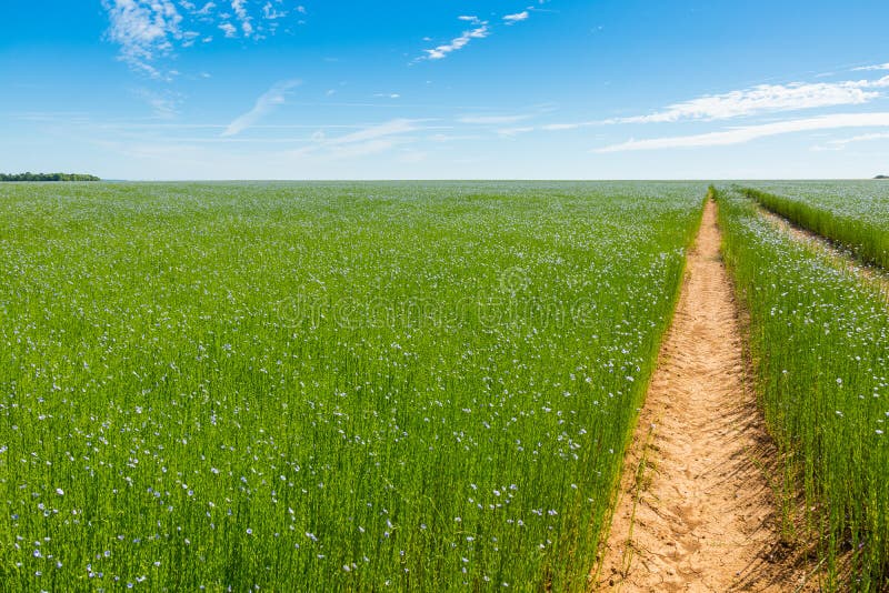 Large Field of Flax in Bloom in Spring Stock Image - Image of blue ...