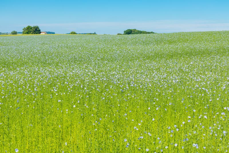Large Field of Flax in Bloom in Spring Stock Photo - Image of flowers ...