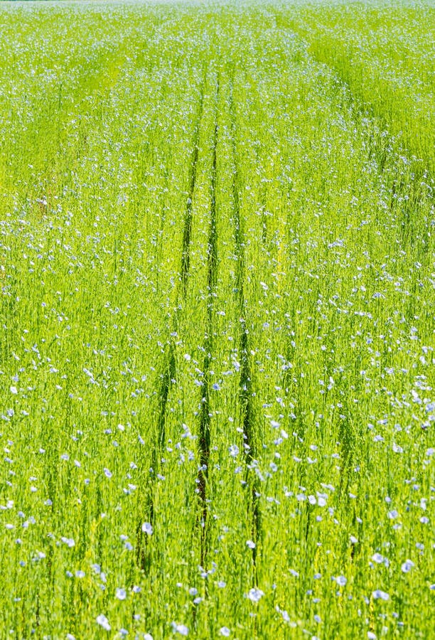 Large Field of Flax in Bloom in Spring Stock Photo - Image of cereal ...