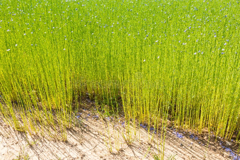 Large Field of Flax in Bloom in Spring Stock Photo - Image of blooming ...