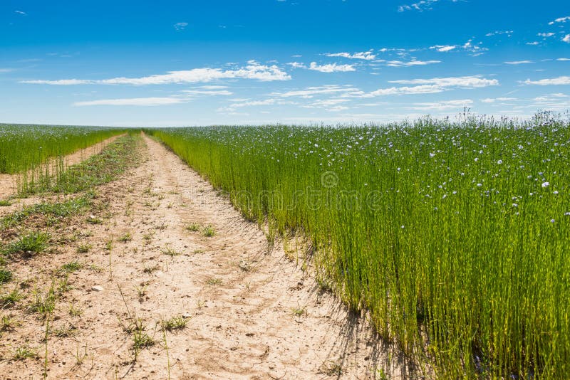 Large Field of Flax in Bloom in Spring Stock Image - Image of fresh ...