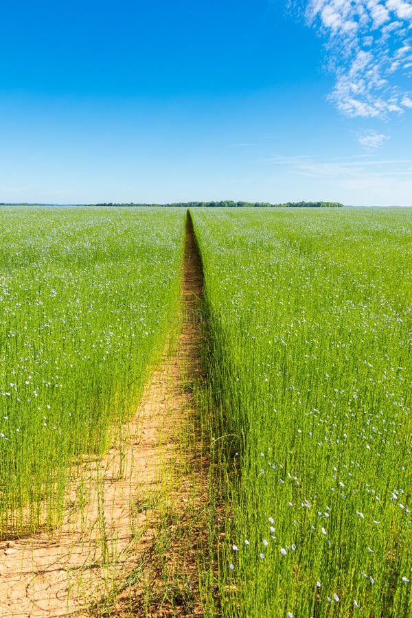 Large Field Of Flax In Bloom In Spring Stock Image - Image of bloom ...