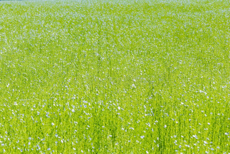 Large Field of Flax in Bloom in Spring Stock Image - Image of ...