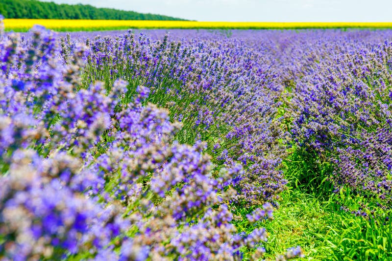 A Large Field of Flowering Lavender Stock Photo - Image of large ...