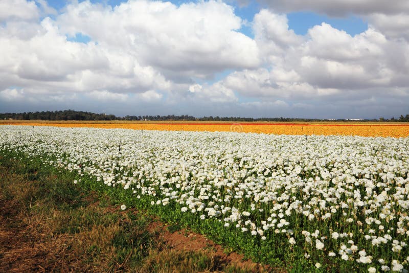 Large field of flowers stock photo. Image of color, summer - 18215388