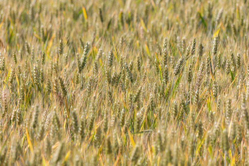 Large field full of rye stock photo. Image of background - 71081114