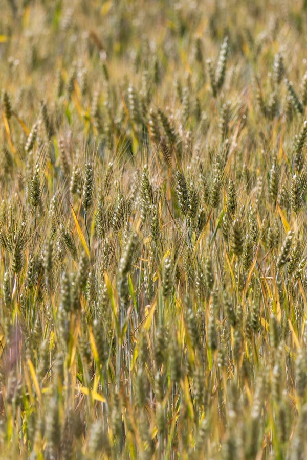 Large field full of rye stock image. Image of nature - 71081225