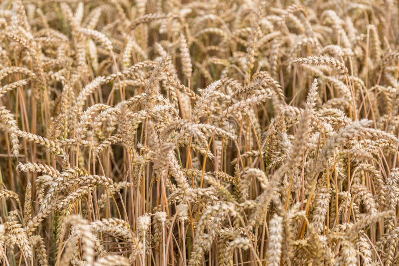 Large field full of wheat stock image. Image of plant - 71081021