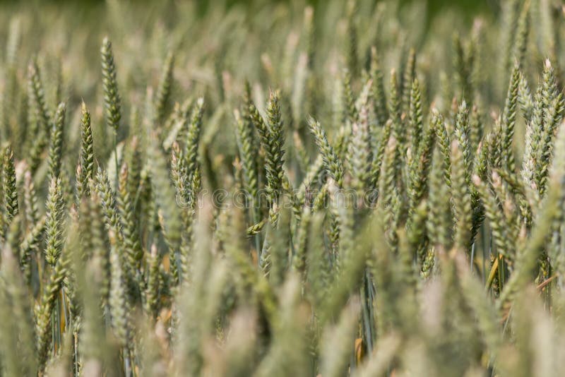Large field full of wheat stock photo. Image of essen - 71081032