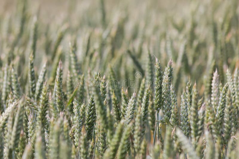 Large field full of wheat stock photo. Image of essen - 71081032