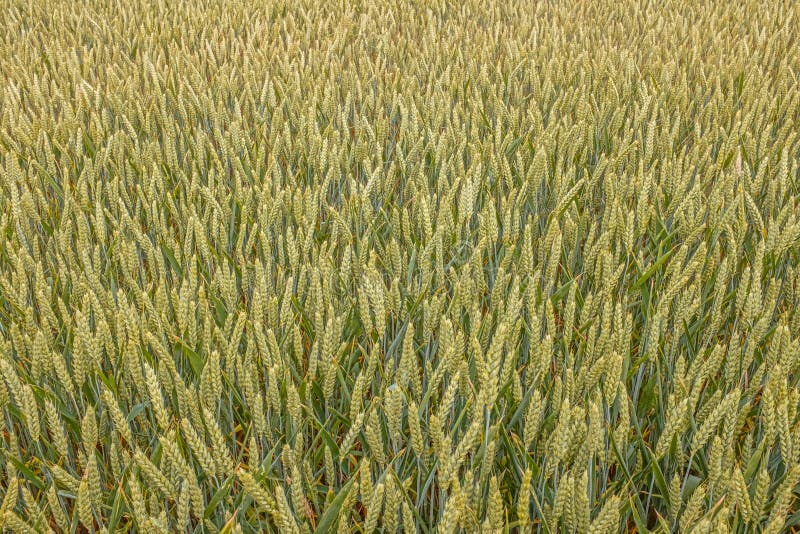 Large Field- Full of Wheat, Close-up Stock Photo - Image of background ...